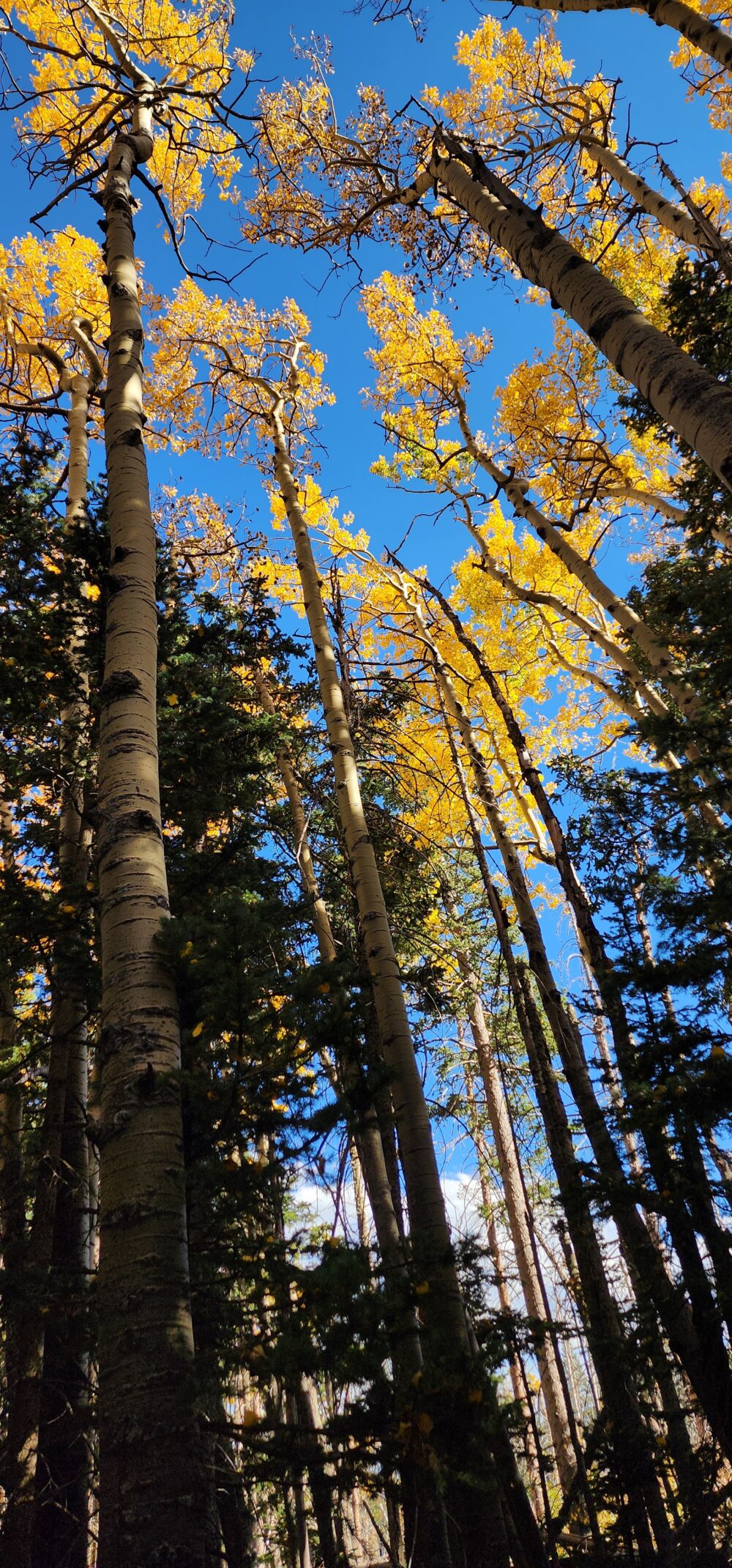 Fall colors – Friends of the Sandia Mountains